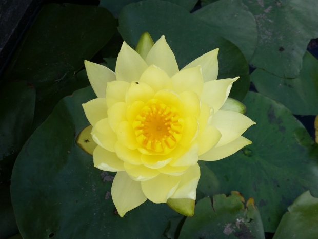 Book a massage with Pathfinder Well Care | Pacific Heights Neighborhood ...