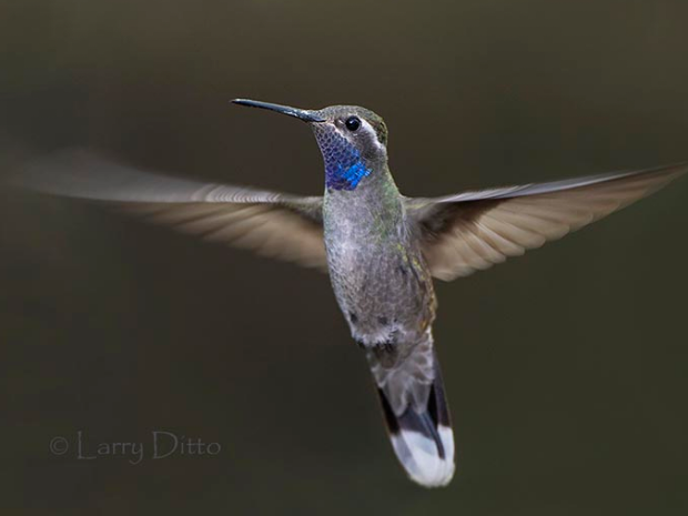 Book a massage with Blue Hummingbird WV | Martinsburg WV 25404