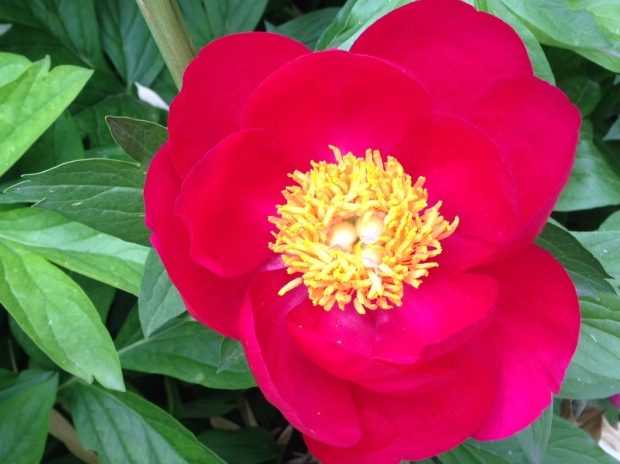 Book a massage with Yippie Yi Yoga and Massage by Rachel Brazell ...