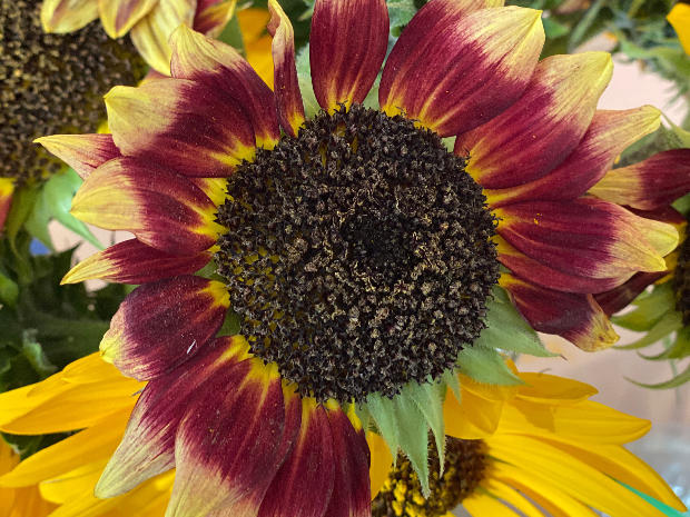 Book a massage with Sheldon Townsend LMT | Providence RI 02906