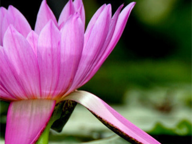 Book a massage with Libby Beck, Licensed Massage Therapist | Archbold ...