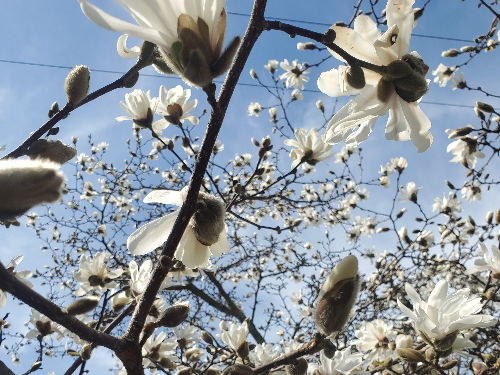 Katie Jenkins Massage Therapist in Portland, OR